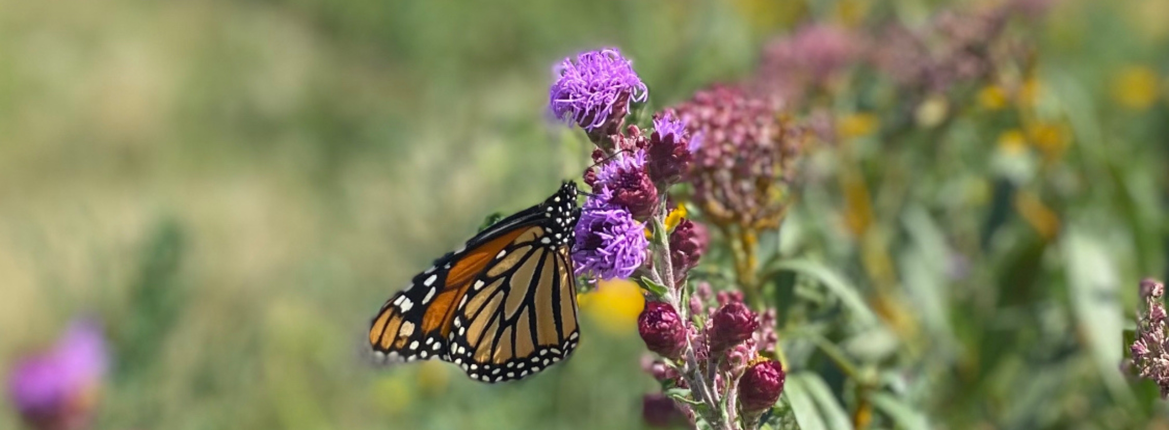 Volunteer to Plant Pollinator Gardens! | Fargo Parks