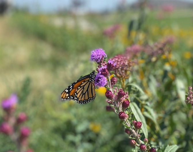 Volunteer to Plant Pollinator Gardens! | Fargo Parks