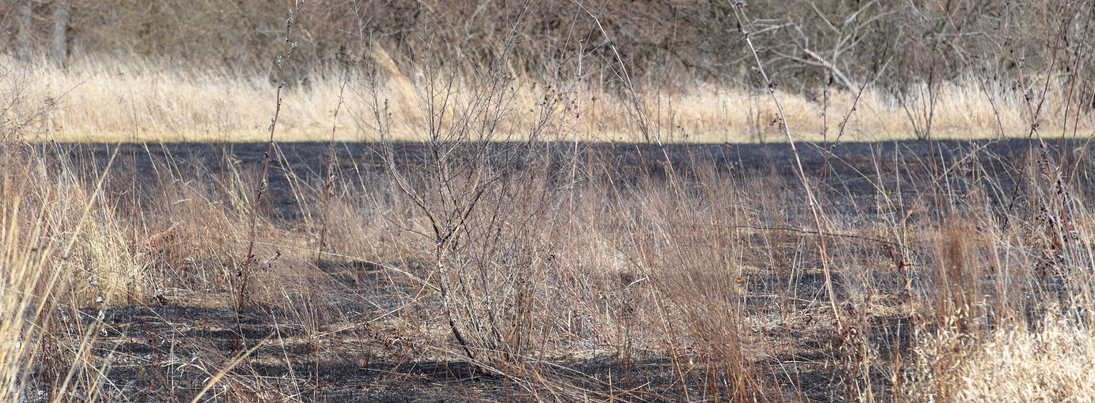 Fargo Park District and Minnesota Native Landscapes conduct prescribed ...