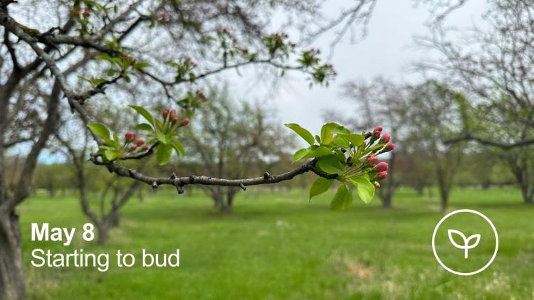 Orchard Glen Park Bloom Tracker | Fargo Parks